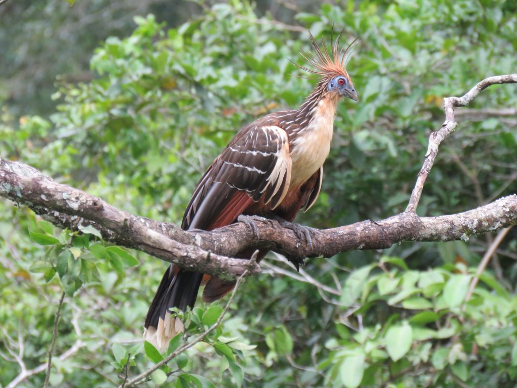 bruchure-aves – PARQUE AVESTRUZ